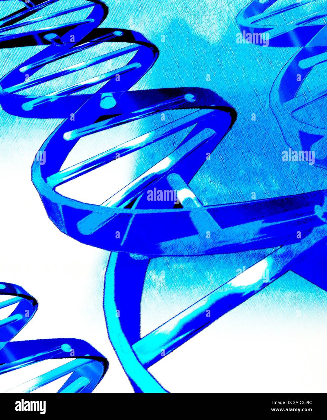 DNA molecule, computer artwork. DNA is composed of two strands twisted ...