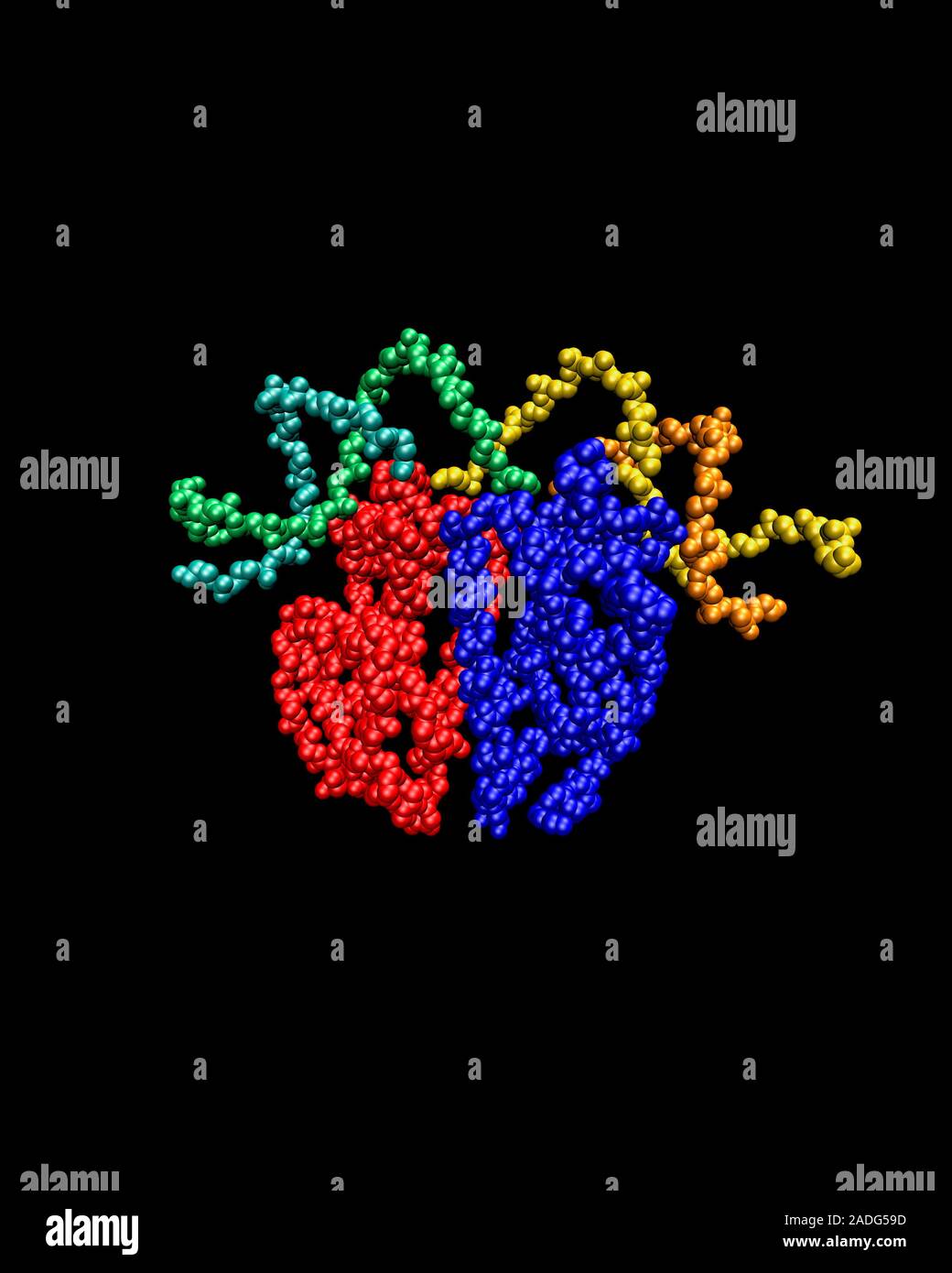 Gene activator protein. Computer artwork of catabolite gene activator ...
