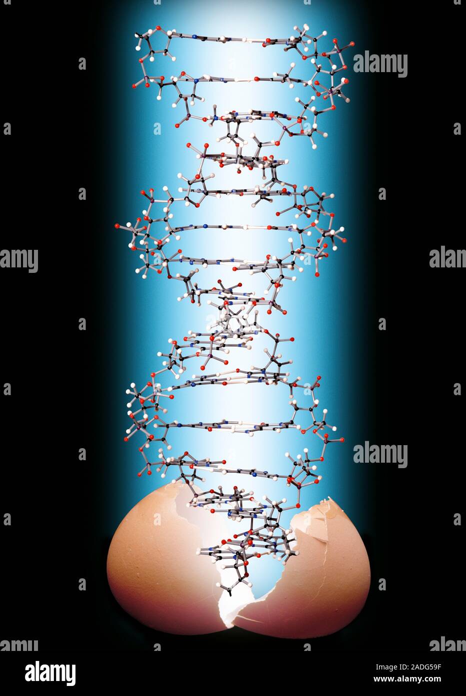 DNA molecule. Computer artwork of a molecule of DNA (deoxyribonucleic ...
