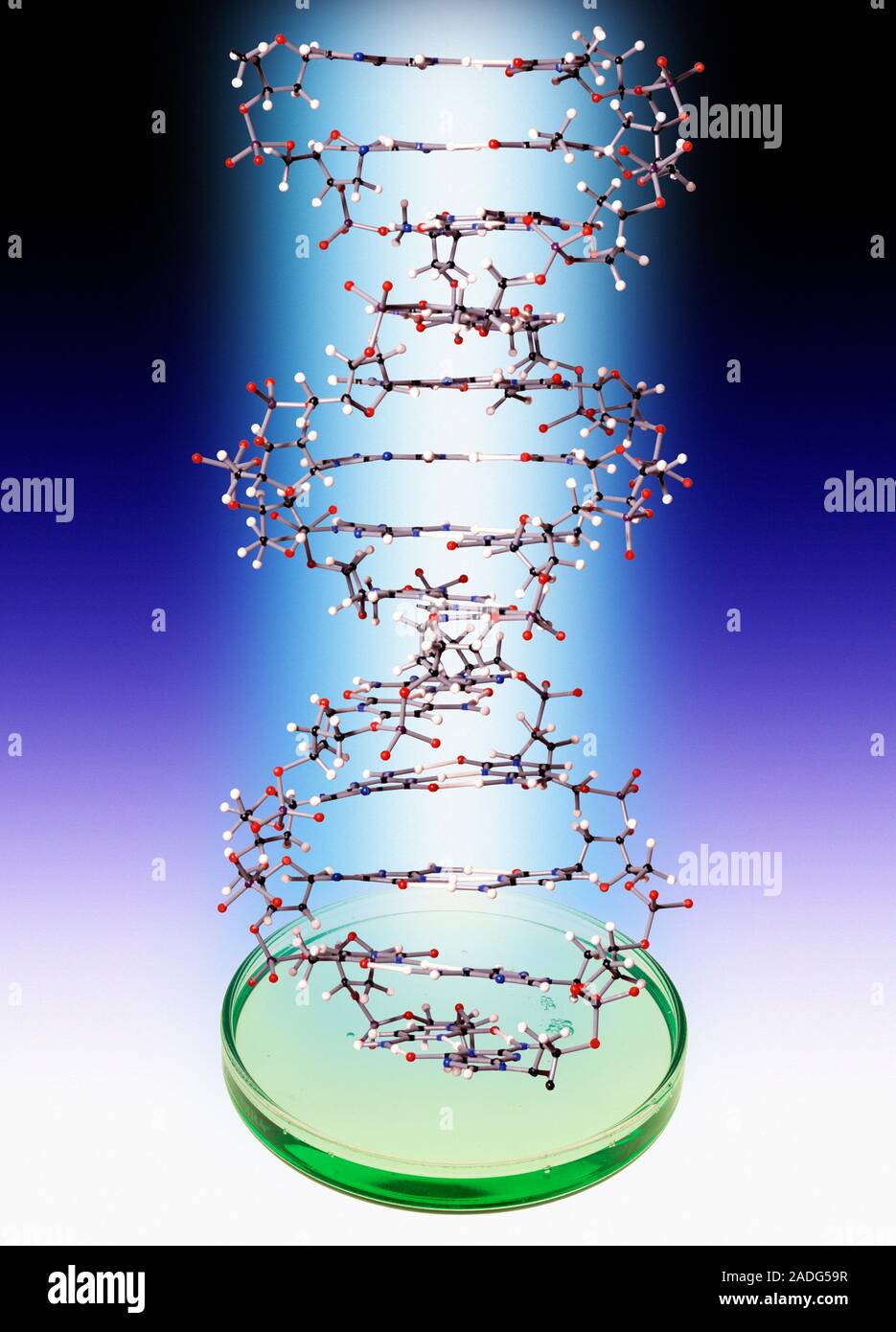 DNA molecule. Computer artwork of a molecule of DNA (deoxyribonucleic ...