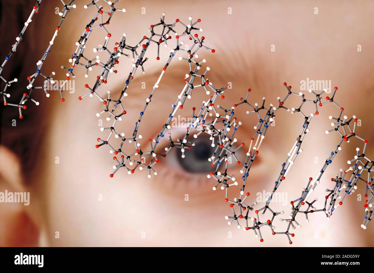 MODEL RELEASED. DNA molecule superimposed over the face of a young ...