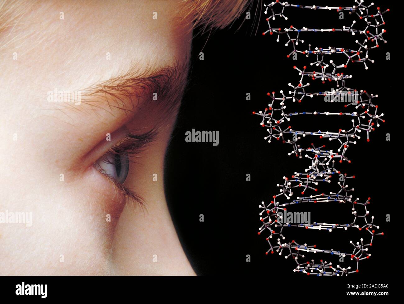 MODEL RELEASED. DNA molecule and young child's face. Composite image of ...
