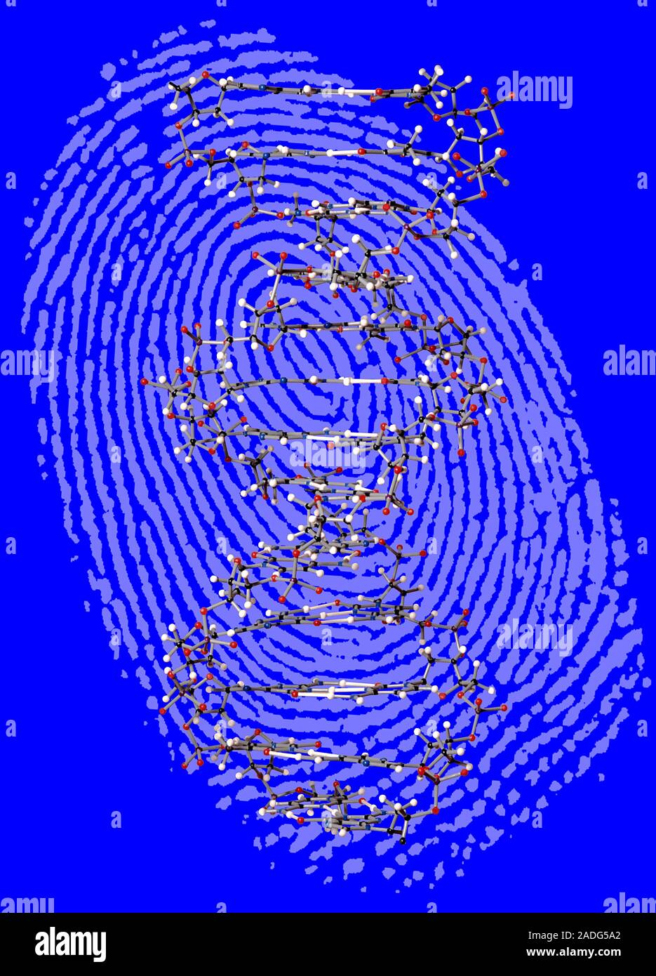 Genetic fingerprint. Computer artwork of a molecule of DNA ...