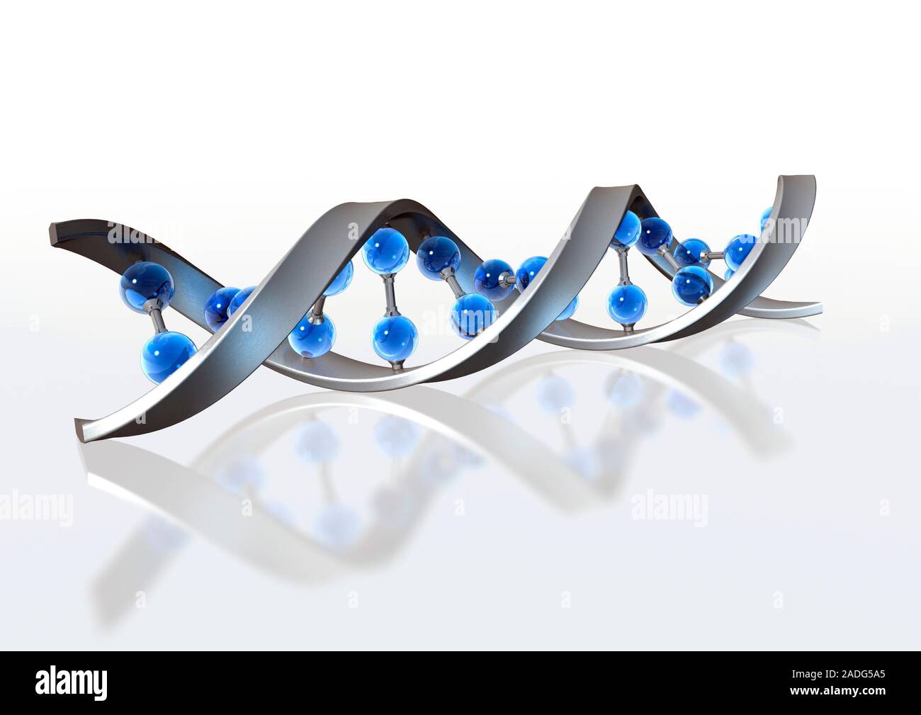 DNA molecule. Computer artwork of a molecule of DNA (deoxyribonucleic ...