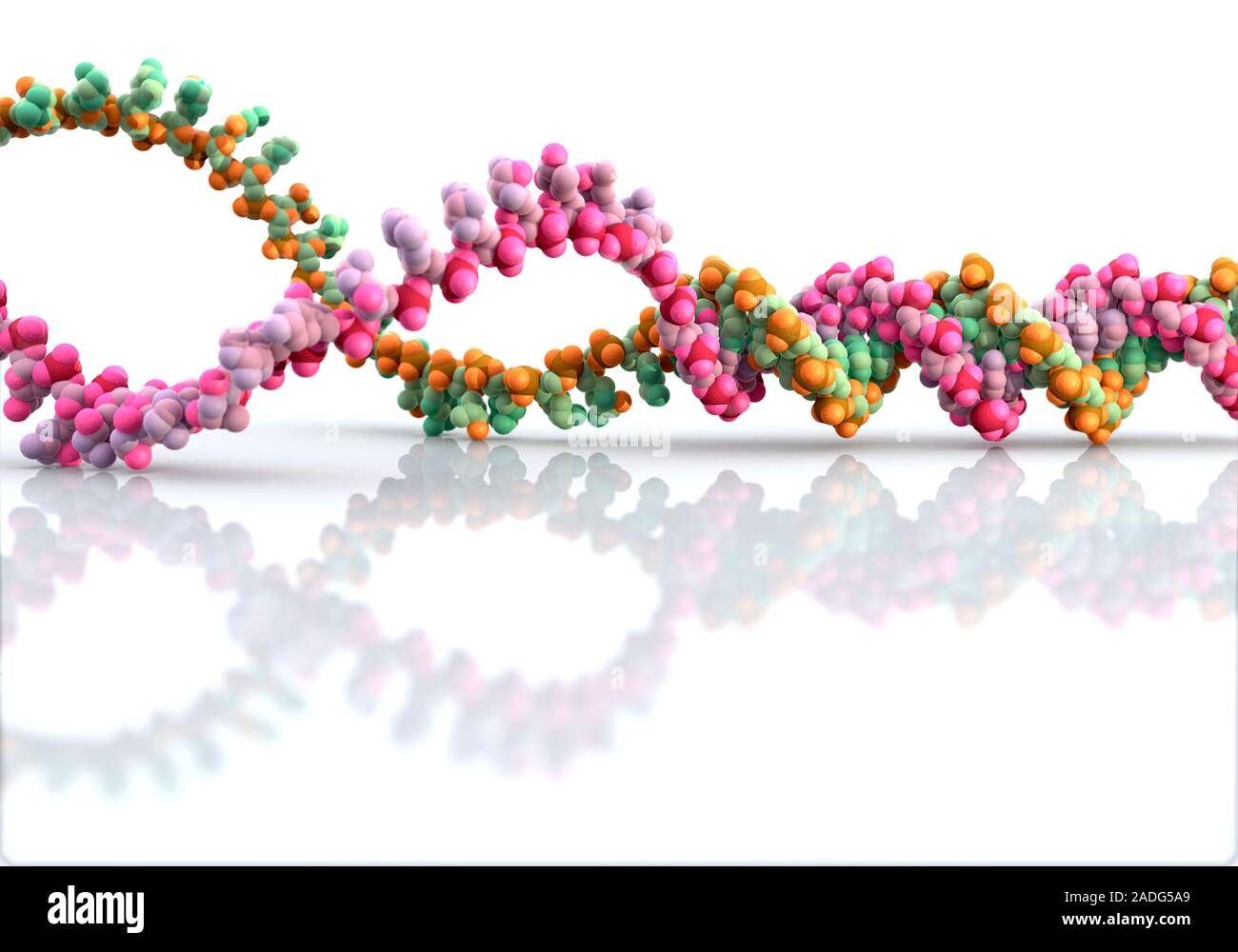 DNA molecule unwinding. Computer artwork of a DNA (deoxyribonucleic ...