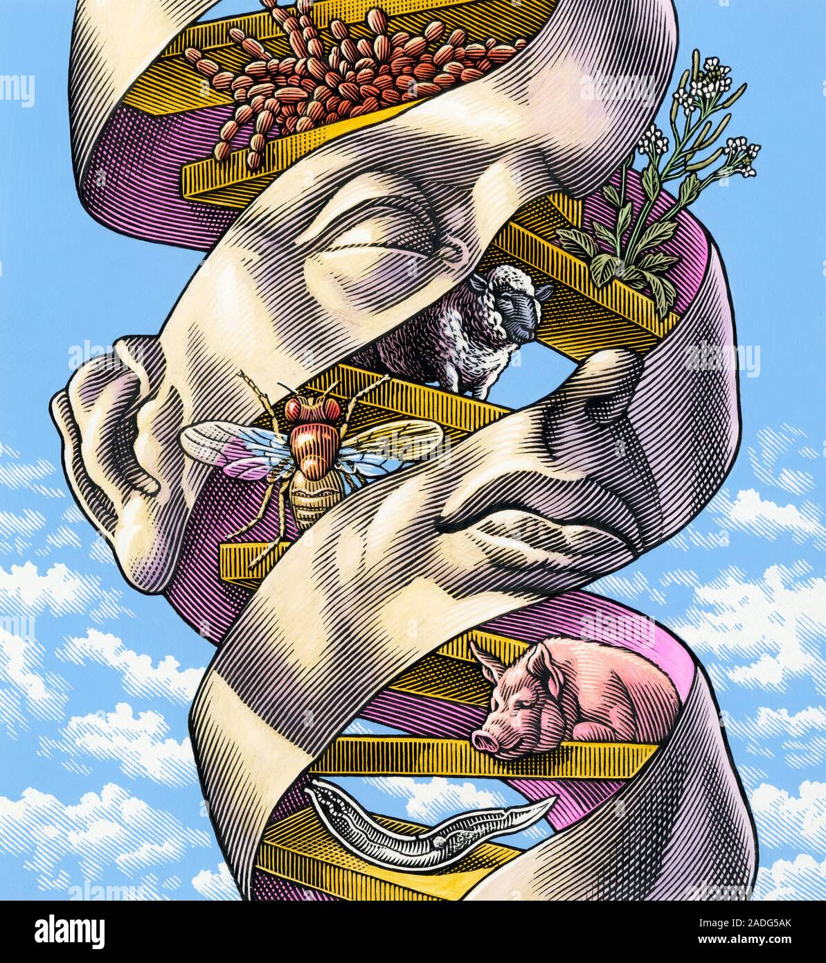 DNA in all living things. Conceptual artwork representing the ...