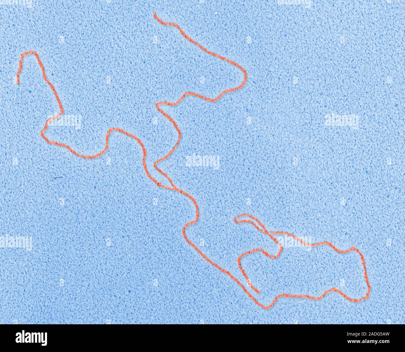 DNA replication. Coloured transmission electron micrograph (TEM) of a ...