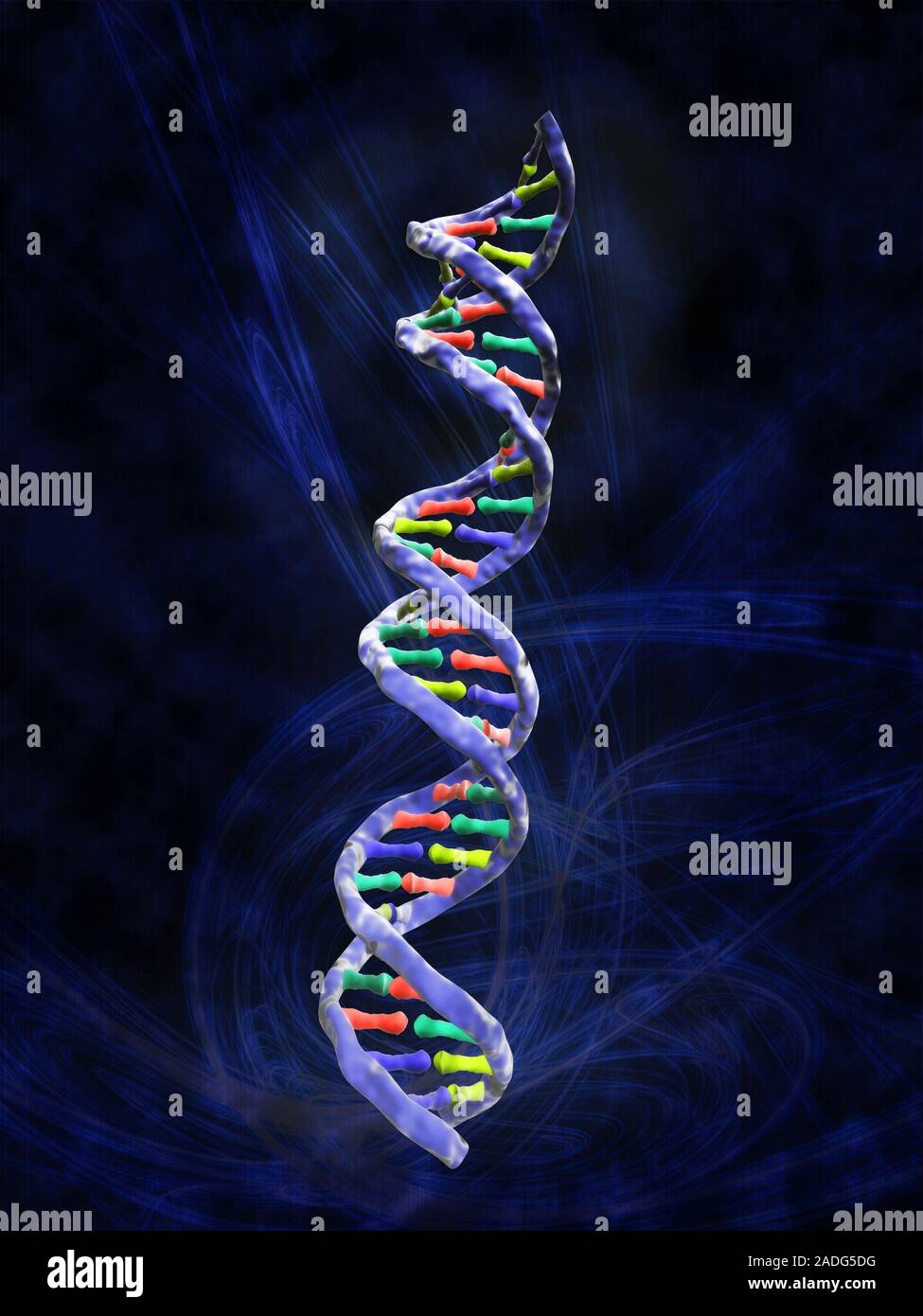 DNA molecule, computer artwork. DNA is composed of two strands twisted ...