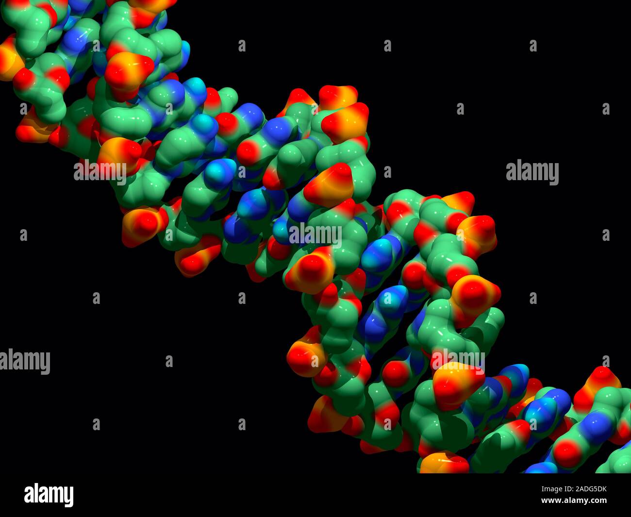 DNA molecule. Computer model of a molecule of deoxyribonucleic acid ...