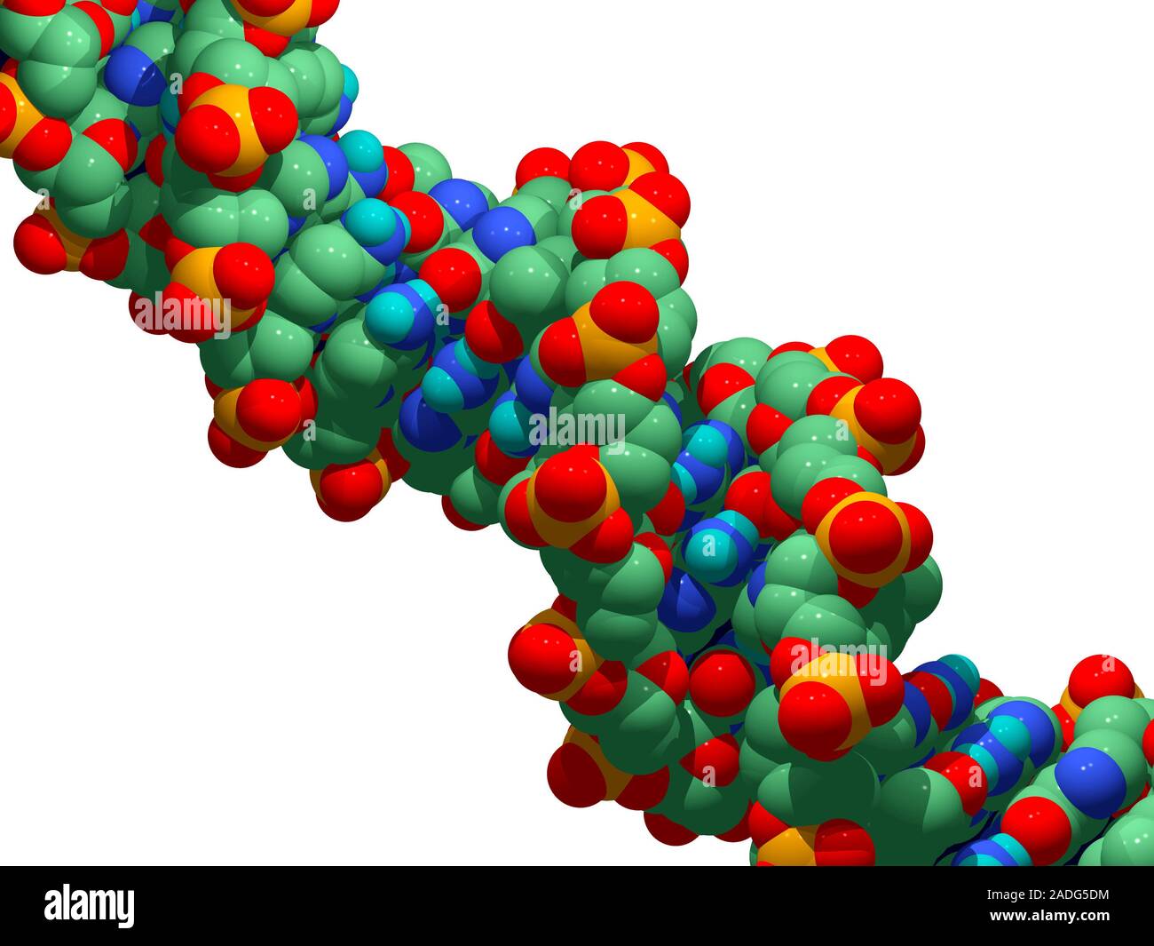 DNA molecule. Computer model of a molecule of deoxyribonucleic acid ...
