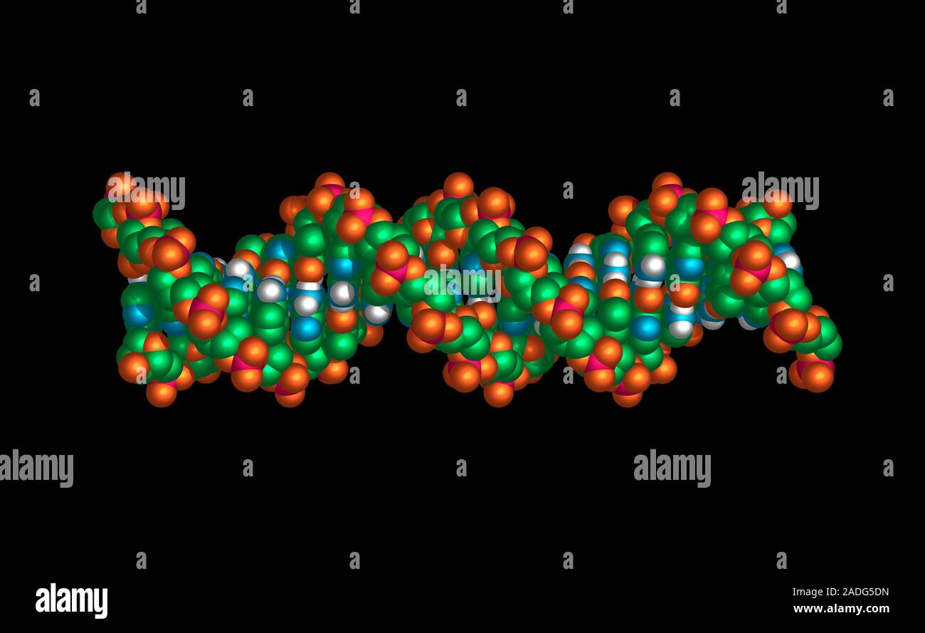 DNA molecule. Computer model of a molecule of deoxyribonucleic acid ...