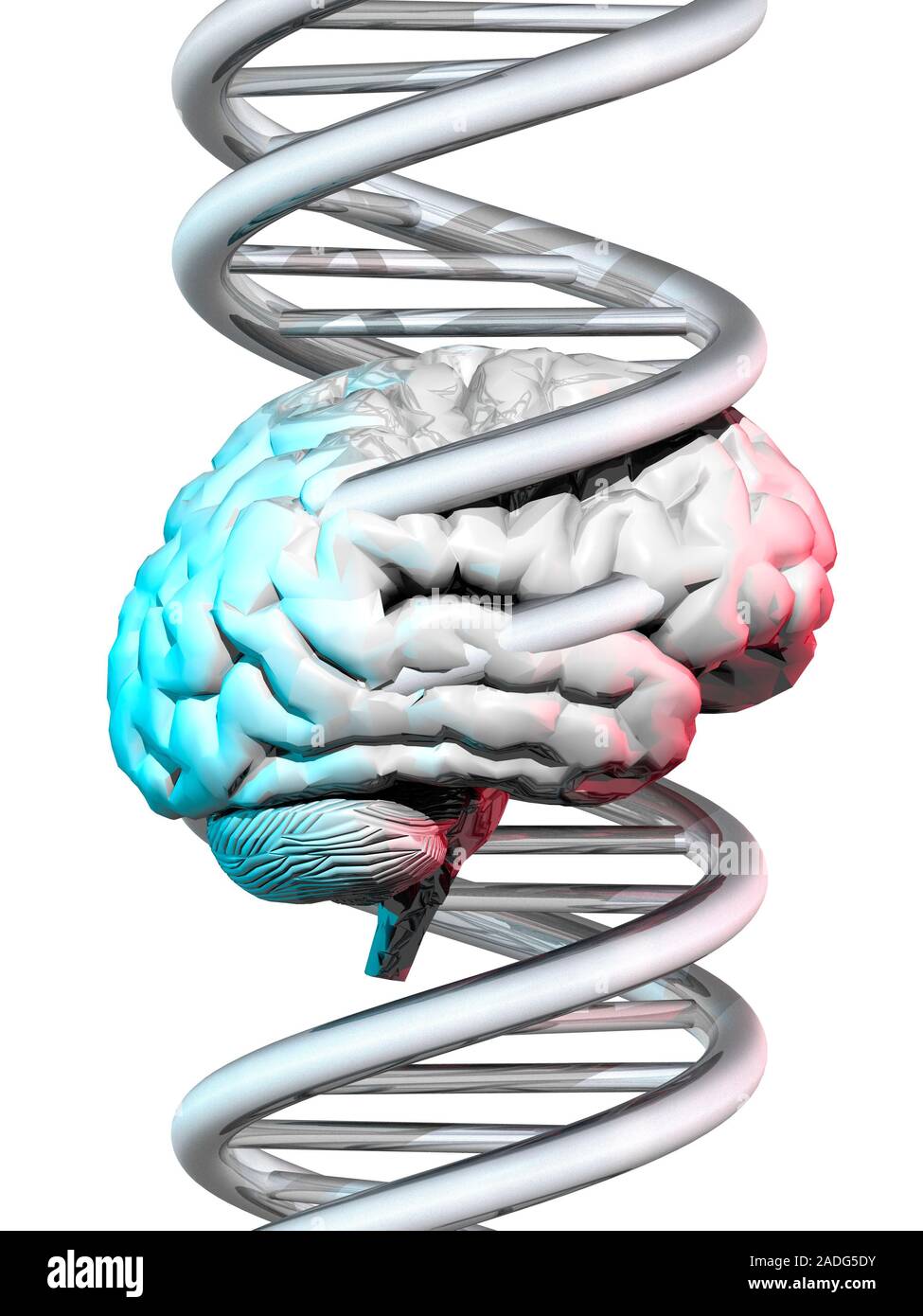 Brain and DNA. Computer artwork of a DNA molecule wrapped around a ...