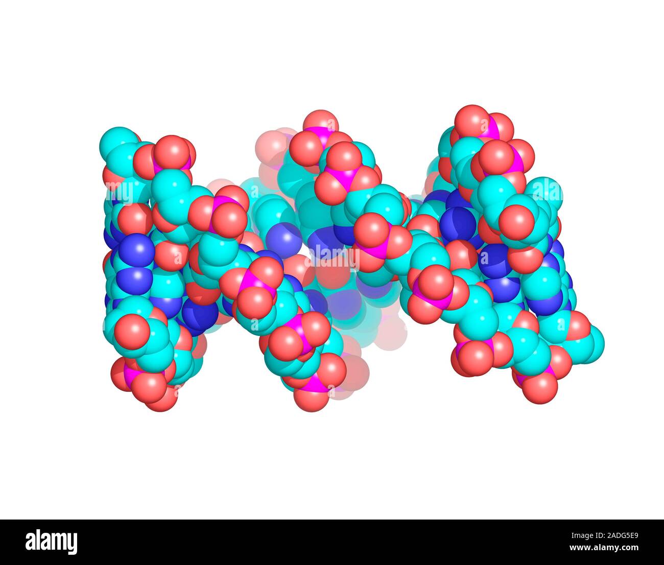 HIV DNA. Molecular model of a sequence of DNA (deoxyribonucleic acid ...