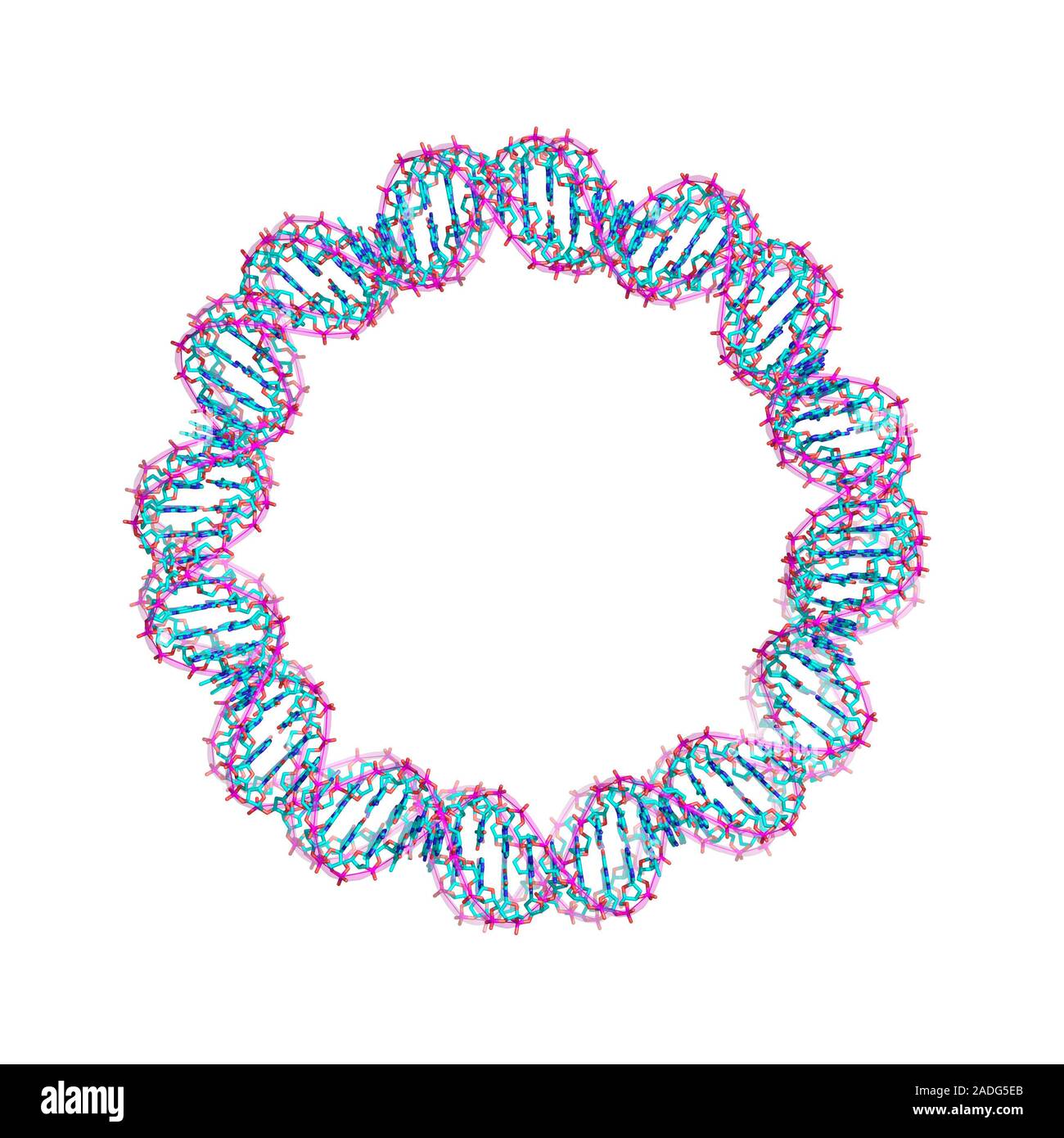 DNA loop. Theoretical molecular model of a loop structure for DNA in ...
