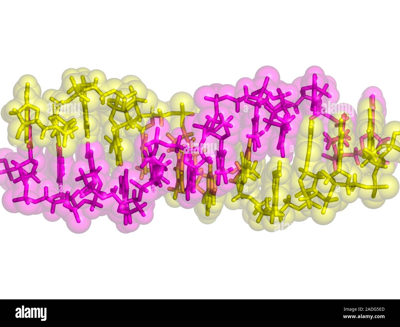 Z-DNA. Molecular model of a strand of Z-DNA, the rare, left-handed form ...