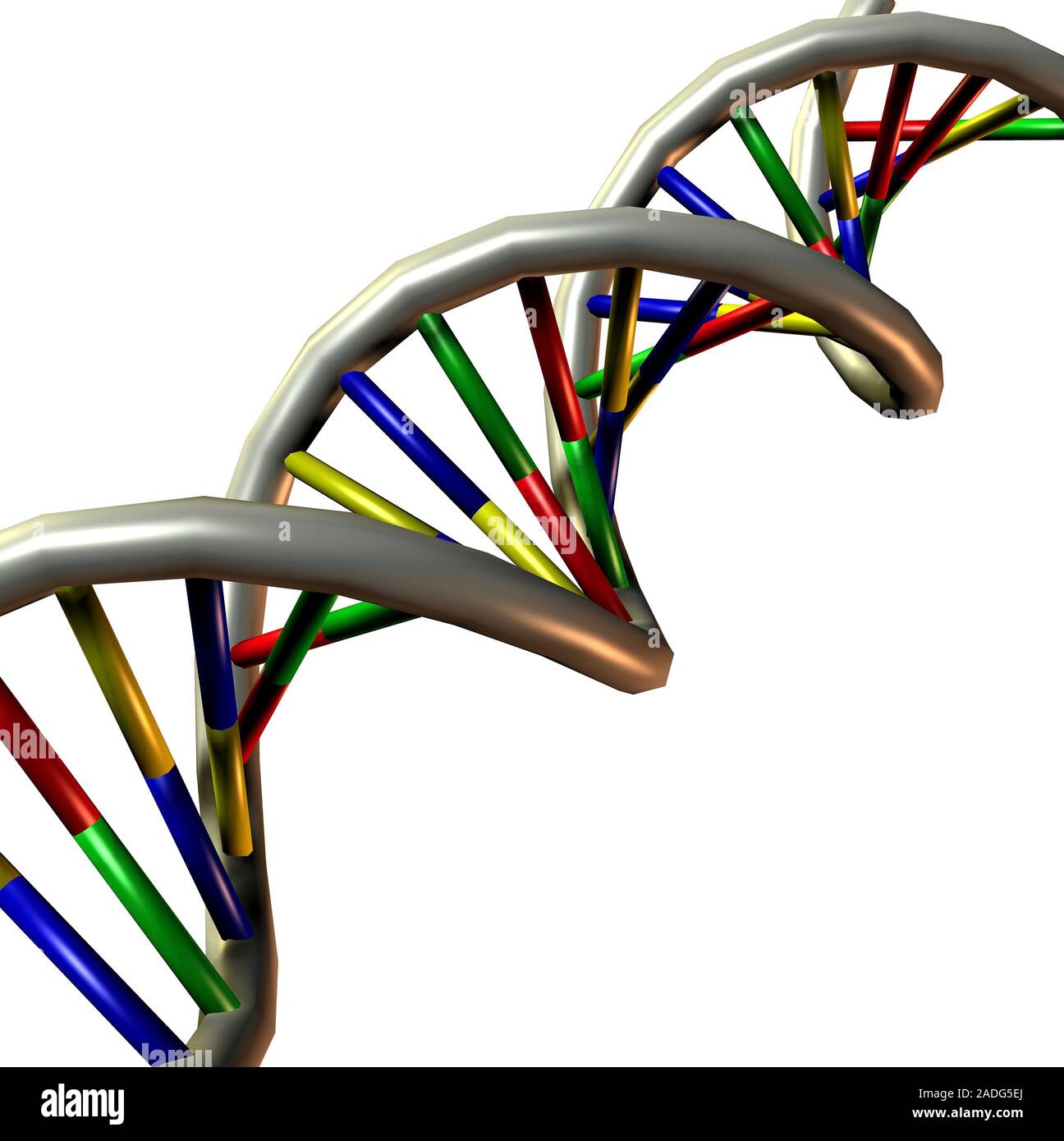 DNA molecule, computer artwork. DNA (deoxyribonucleic acid) is composed ...