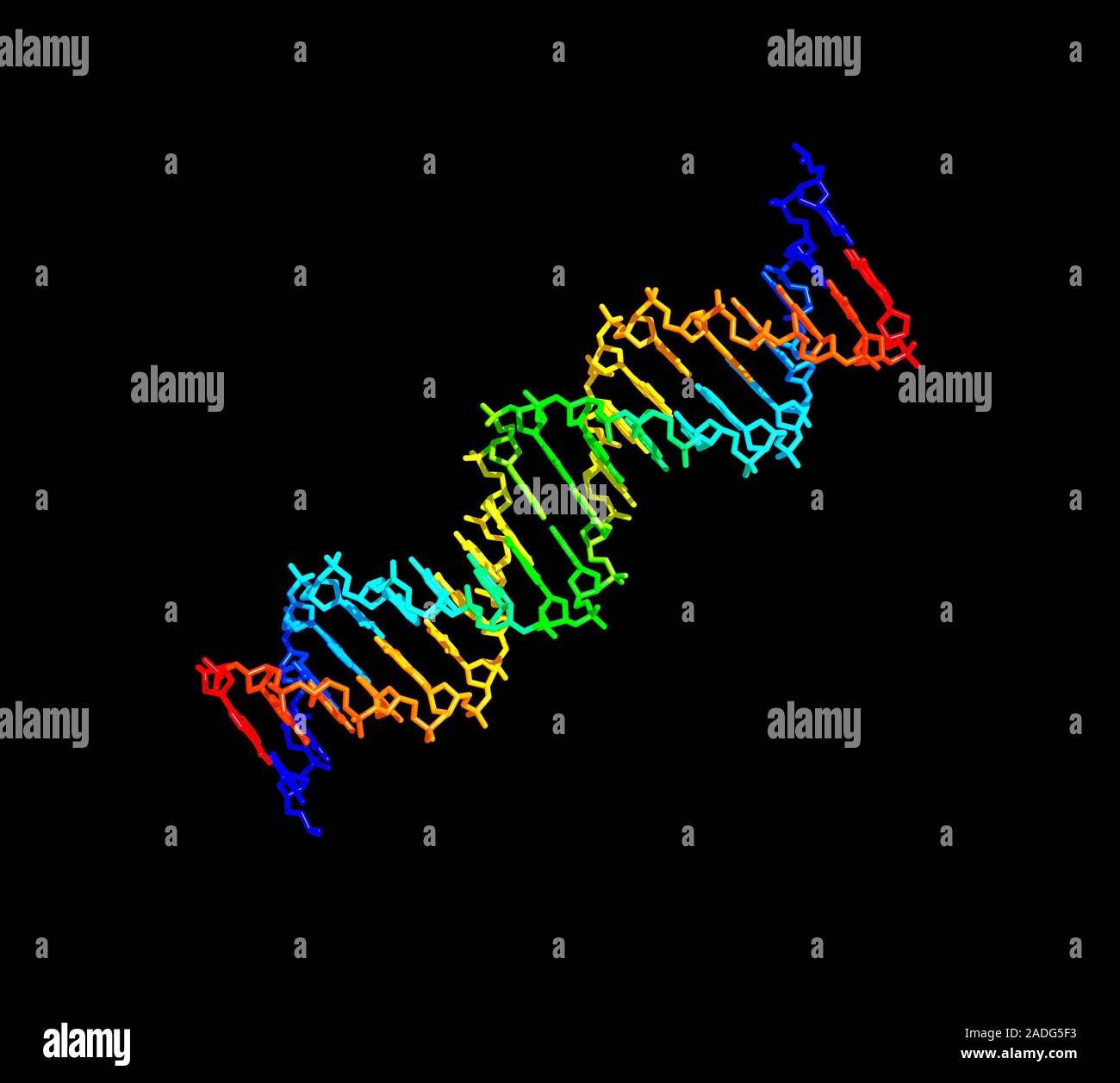 DNA molecule. Computer artwork of the structure of deoxyribonucleic ...