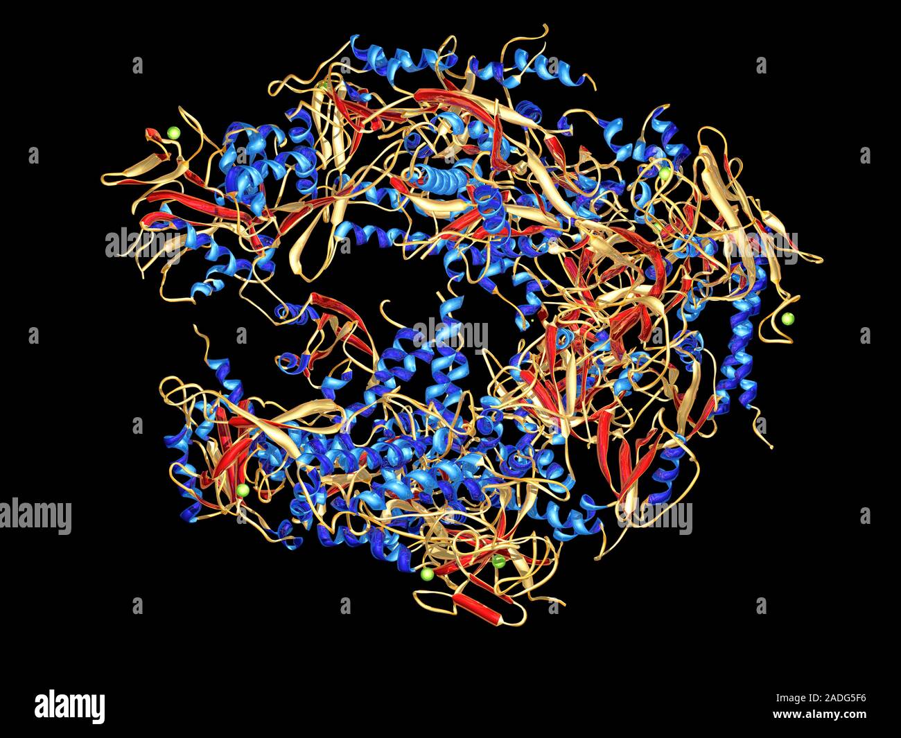 Rna Polymerase Ii Computer Model Showing The Secondary Structure Of
