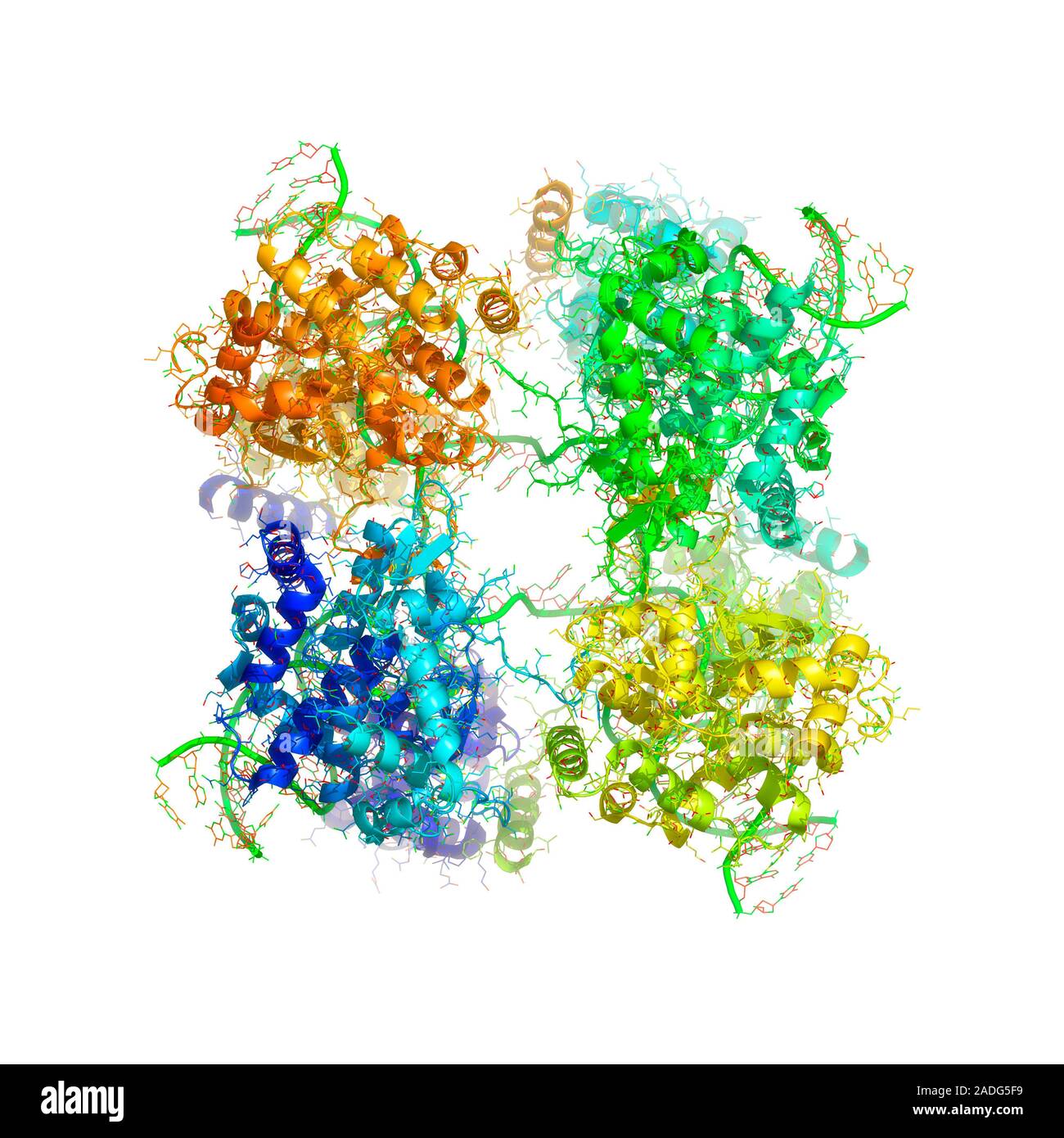 Enzyme catalysing DNA recombination. Computer model of the enzyme ...