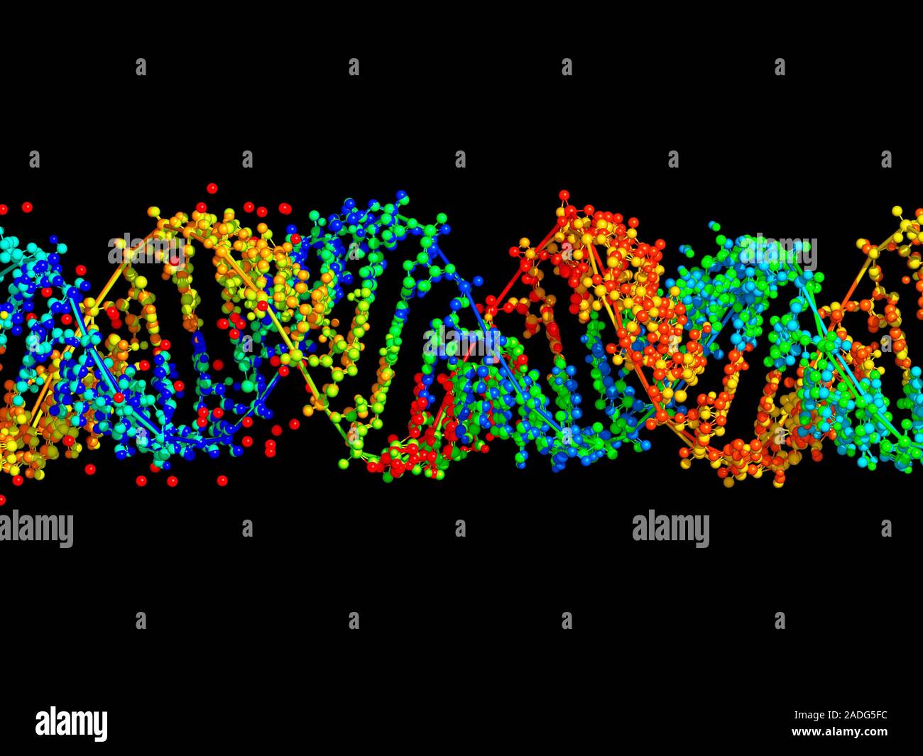 Double-stranded RNA molecule. Computer model of the structure of double ...