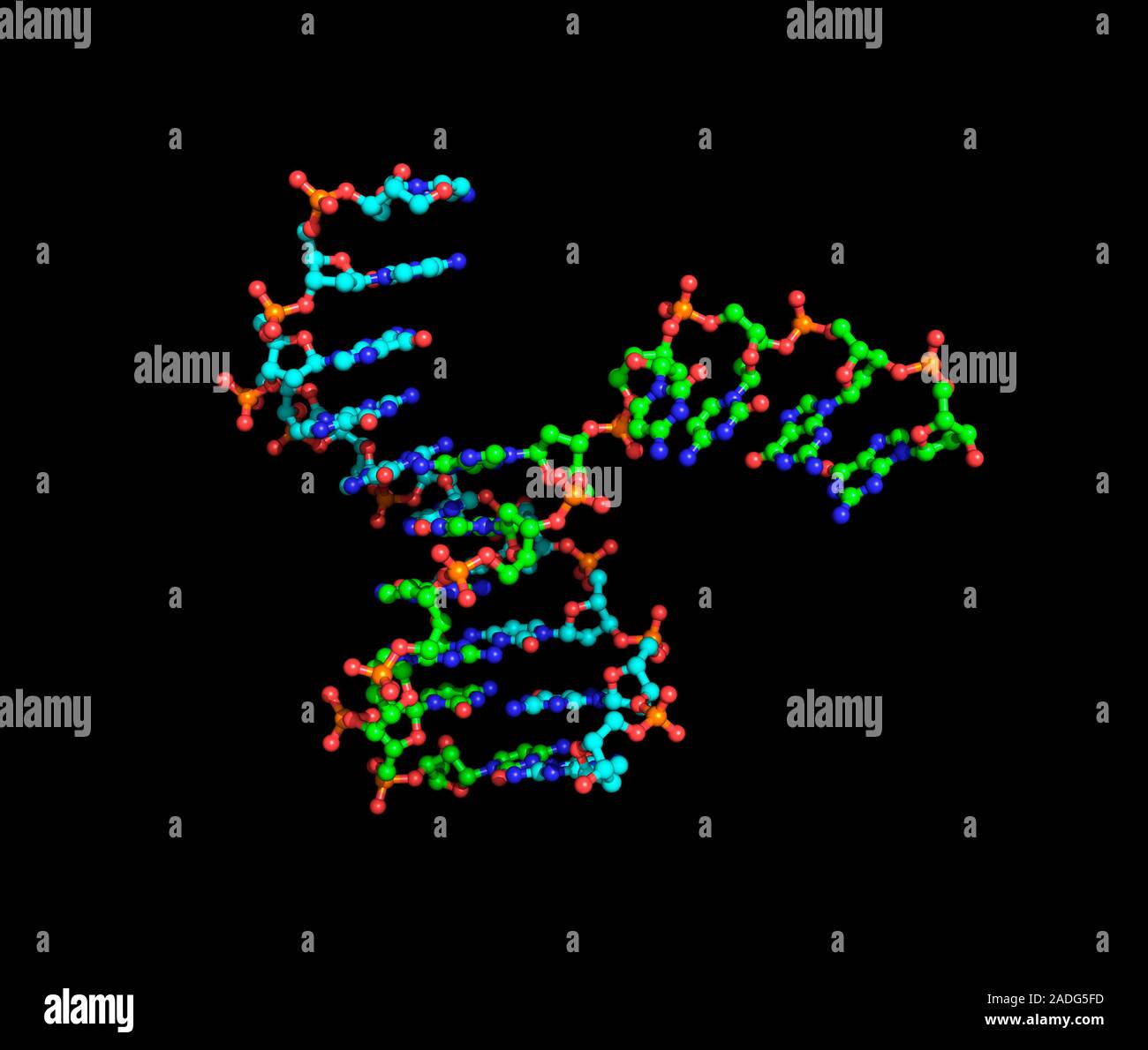 DNA Holliday junction. Computer model of a Holliday junction (centre ...