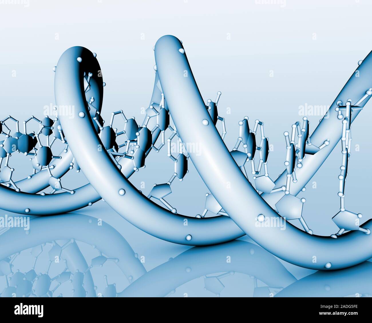 DNA molecule, computer artwork. DNA (deoxyribonucleic acid) forms a ...