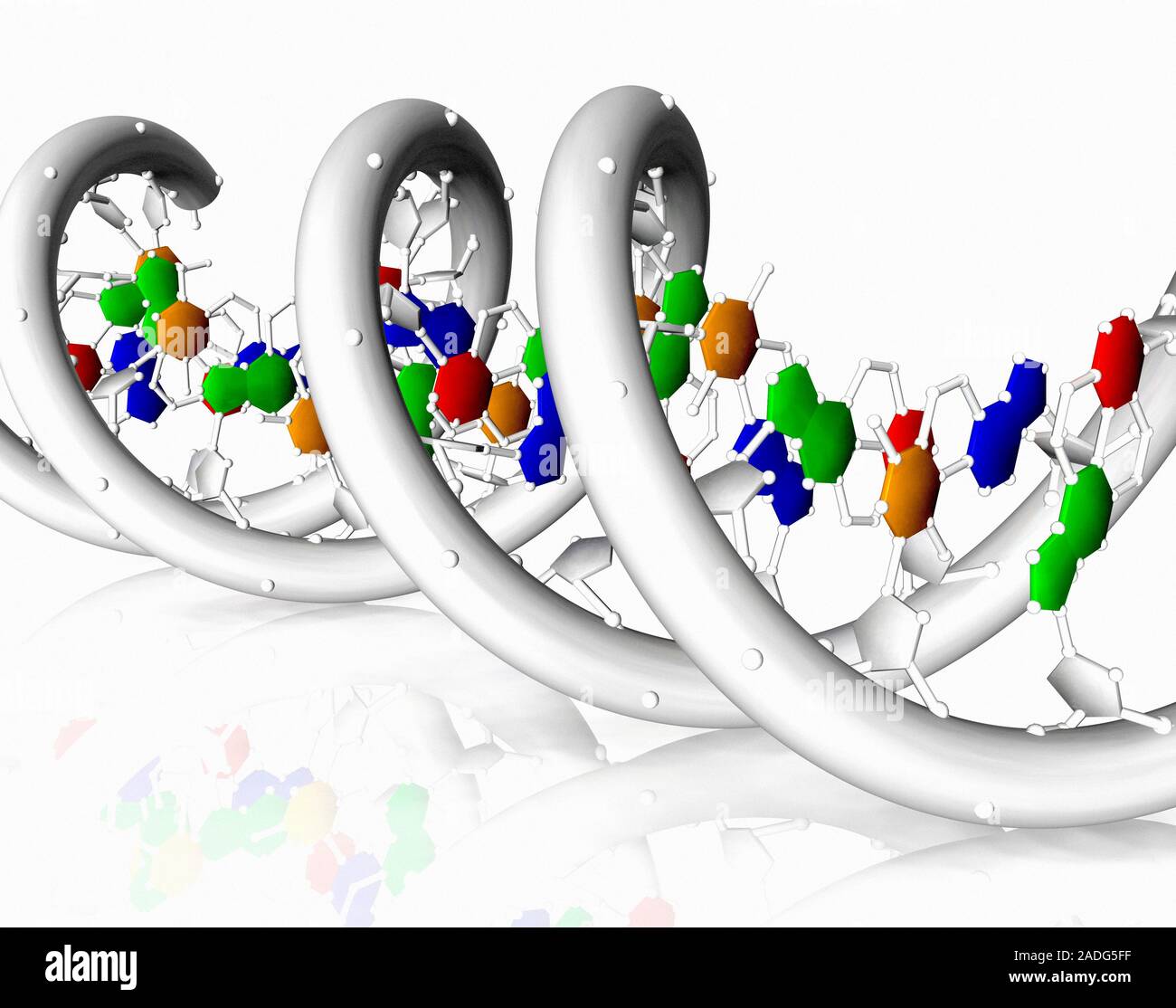 DNA molecule, computer artwork. DNA (deoxyribonucleic acid) forms a ...