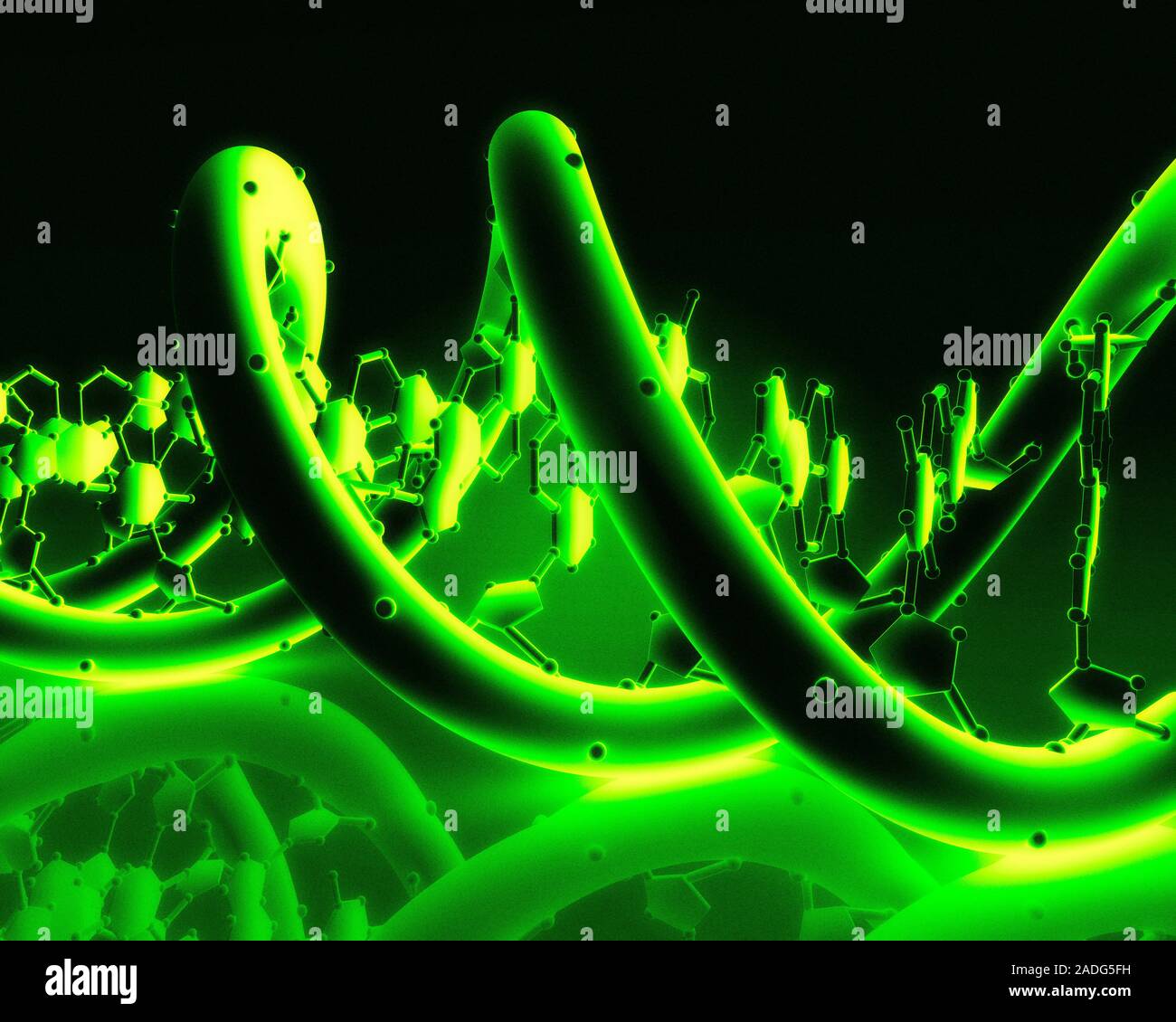 DNA molecule, computer artwork. DNA (deoxyribonucleic acid) forms a ...