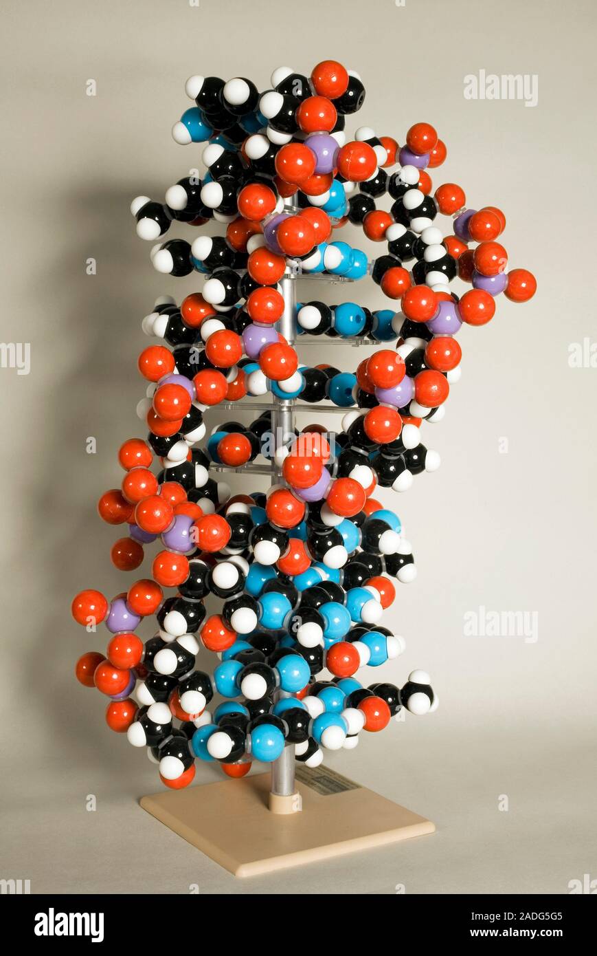 DNA molecule, ball and stick model. Deoxyribonucleic acid (DNA ...