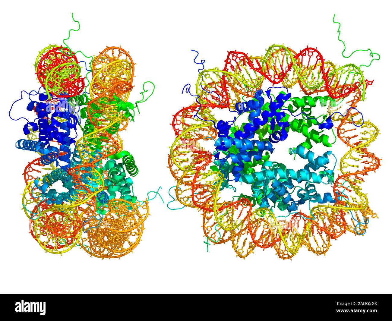 DNA nucleosome. Computer model based on X-ray diffraction data of the ...