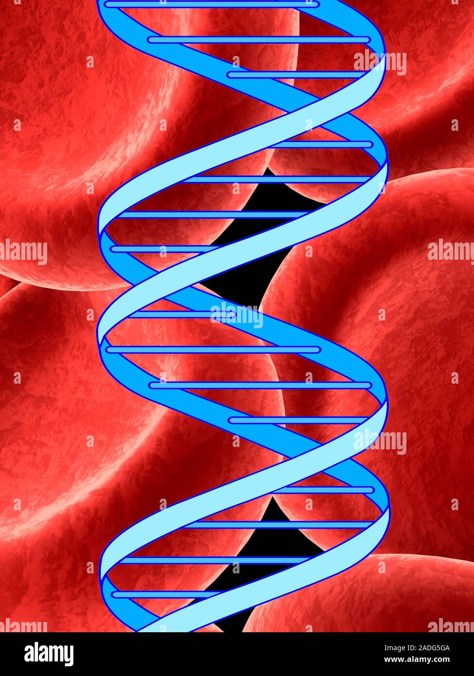 DNA molecule and red blood cells. Computer artwork of a molecule of ...