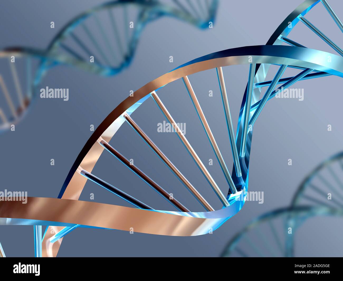 DNA molecules. Computer artwork of three molecules of deoxyribonucleic ...