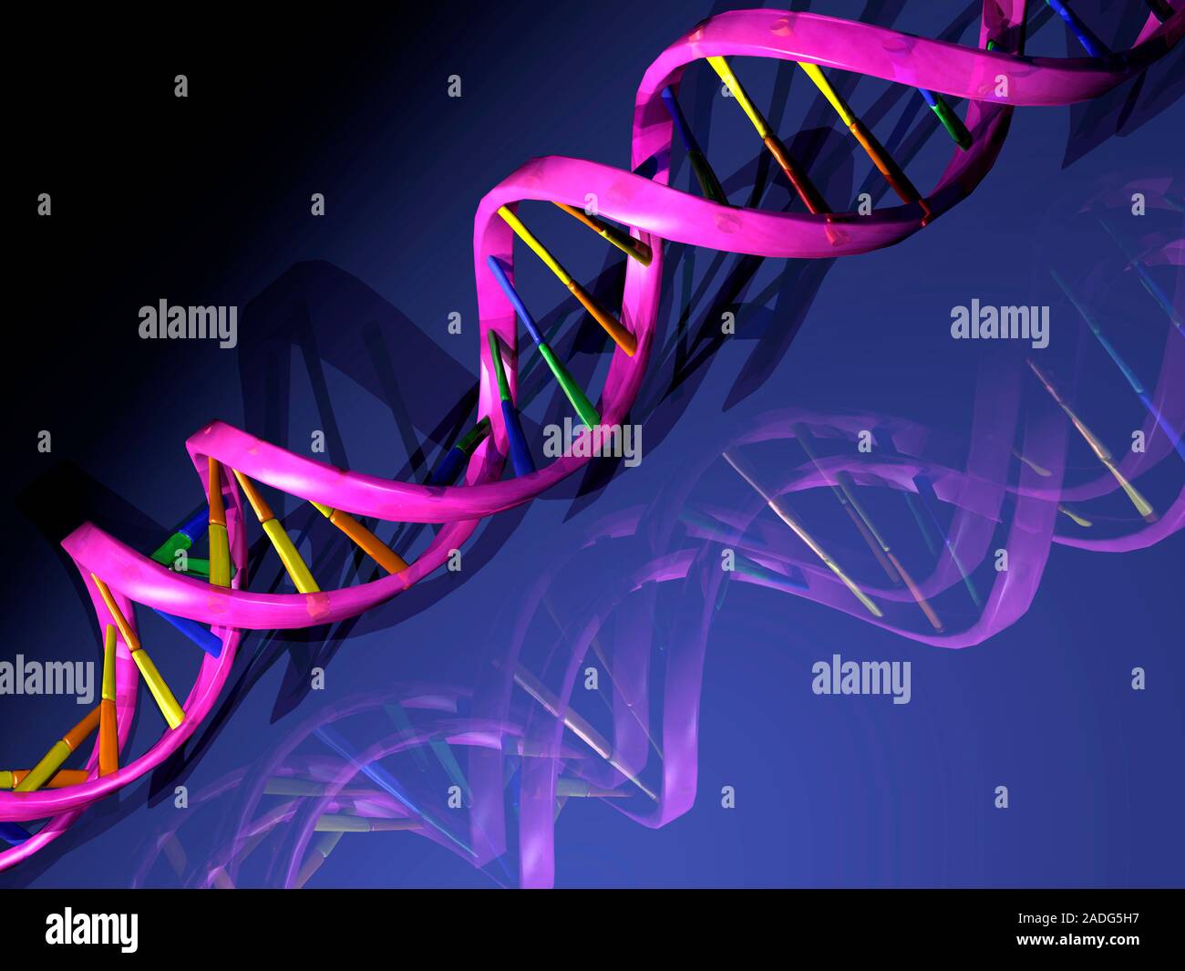 DNA molecule. Computer artwork of a molecule of deoxyribonucleic acid ...