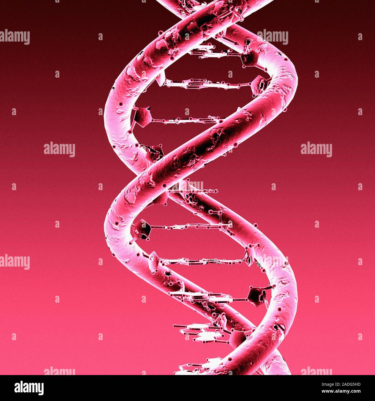 DNA molecule. Computer artwork of a molecule of deoxyribonucleic acid ...
