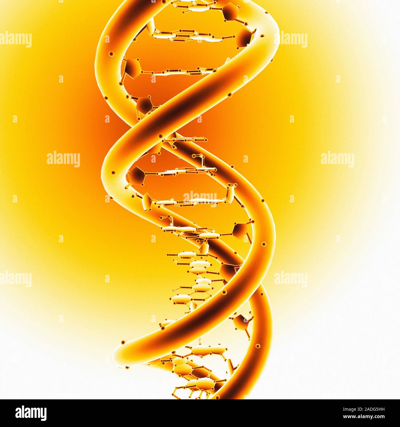 DNA molecule. Computer artwork of a molecule of deoxyribonucleic acid ...