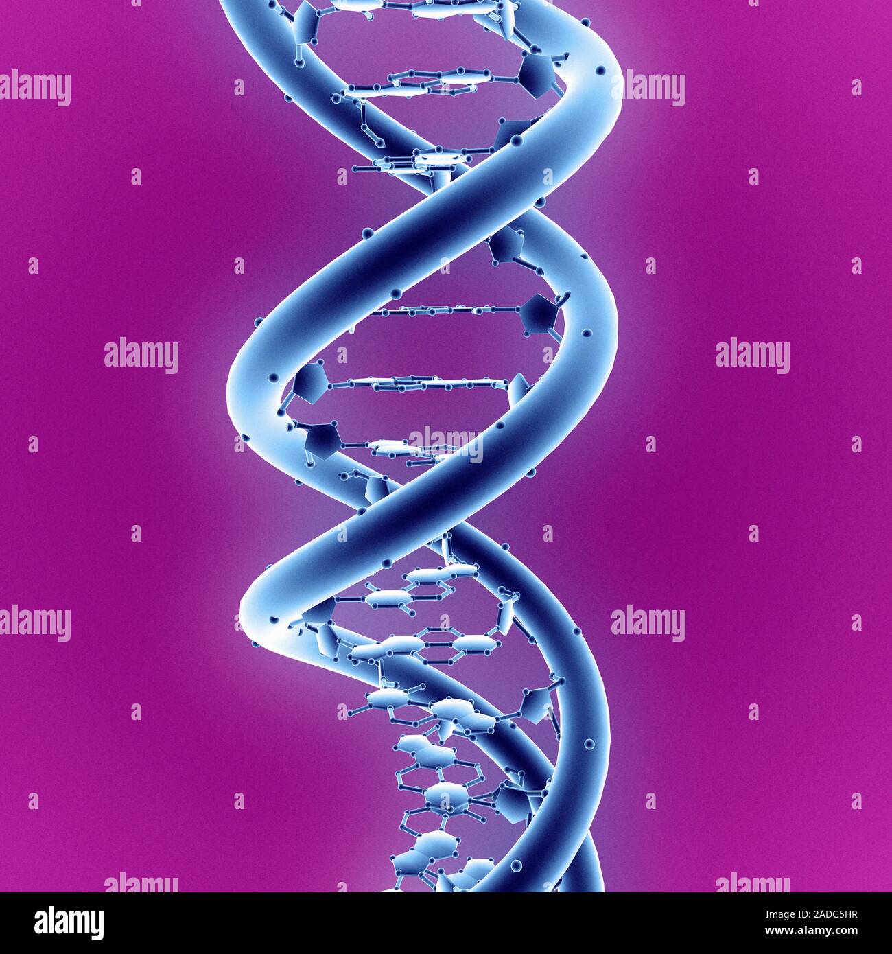 DNA molecule. Computer artwork of a molecule of deoxyribonucleic acid ...