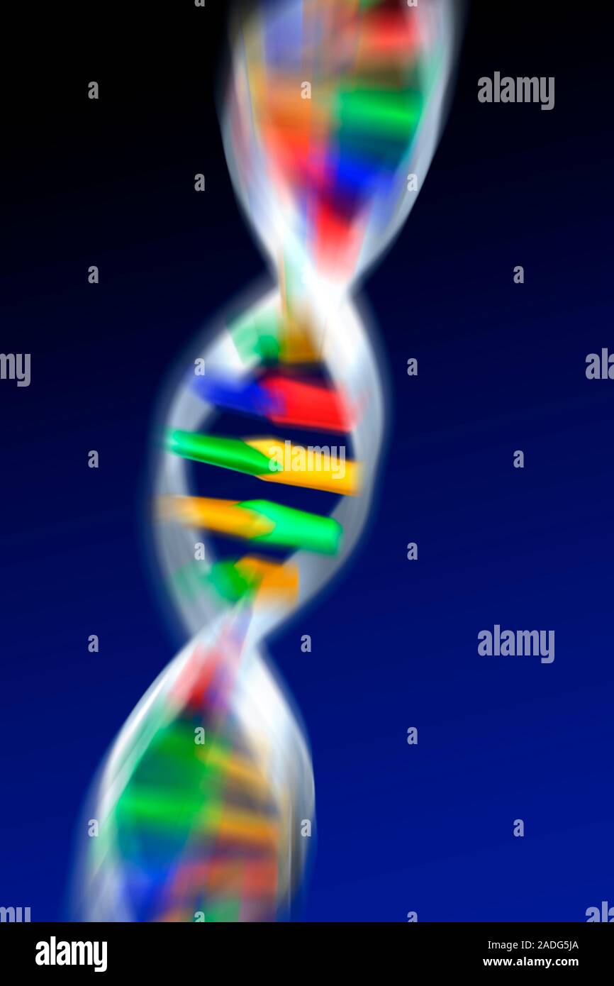 DNA molecule. Computer artwork of a molecule of deoxyribonucleic acid ...