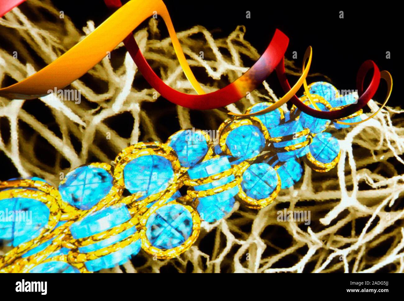 DNA and chromatin, molecular models. Across top is a depiction of the ...