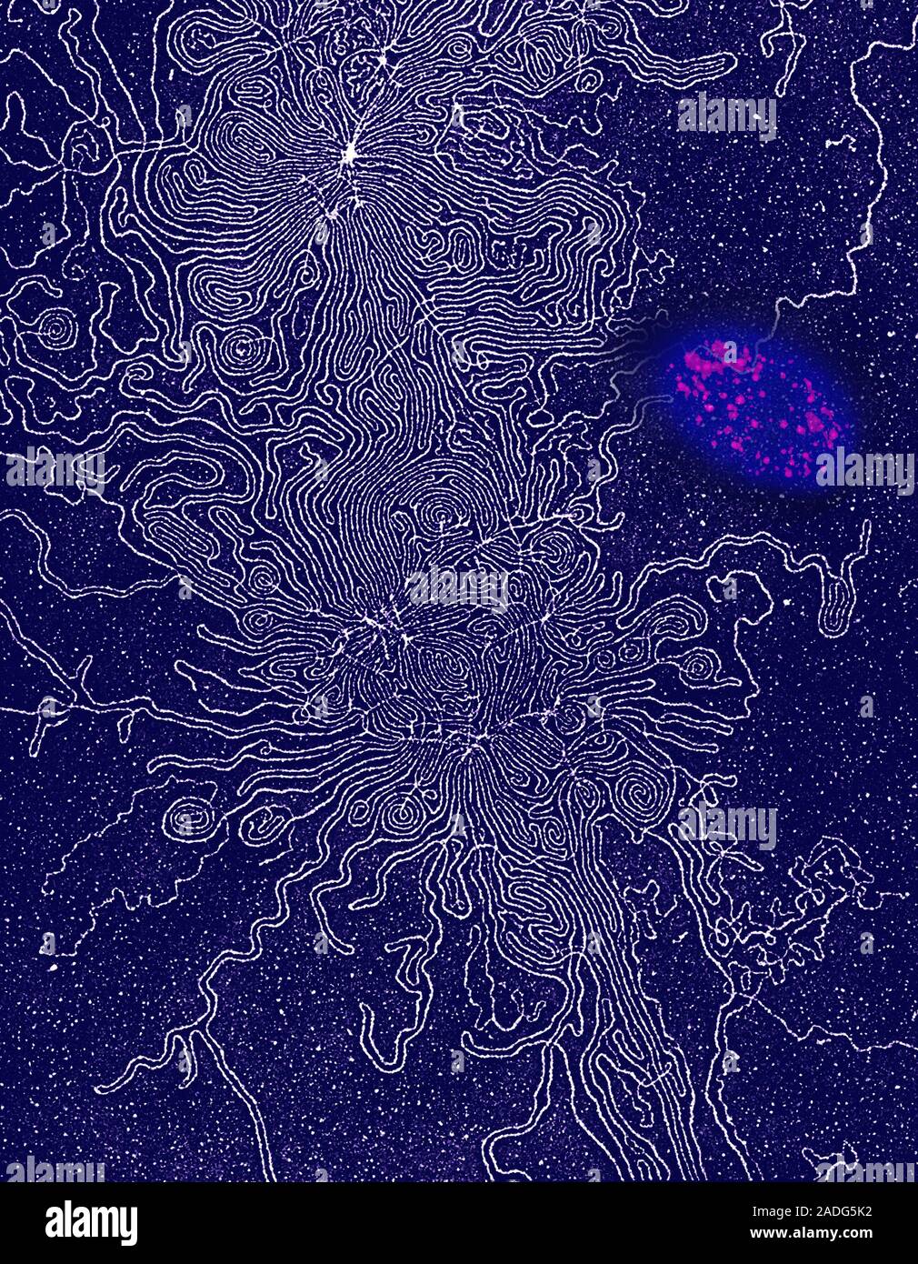 Human DNA and nucleus. Coloured transmission electron micrograph (TEM ...