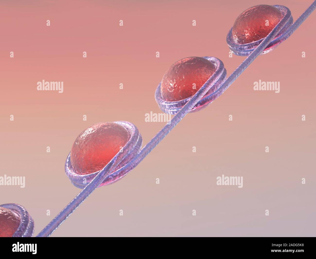 Chromatin beads. Computer artwork of strands of DNA (deoxyribonucleic ...