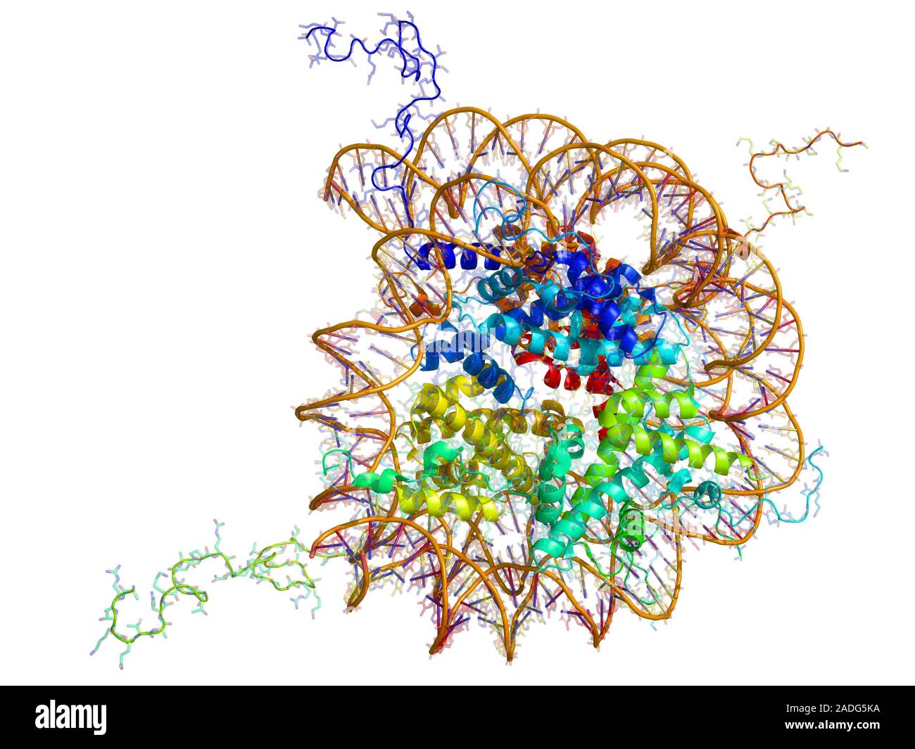DNA nucleosome. Molecular model of a nucleosome, the fundamental repeating unit used to package ...