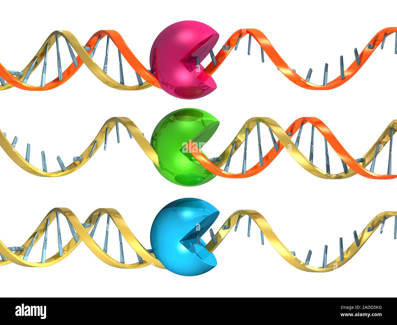 Viral Rna Replication Cycle Computer Artwork Showing The Three Stages