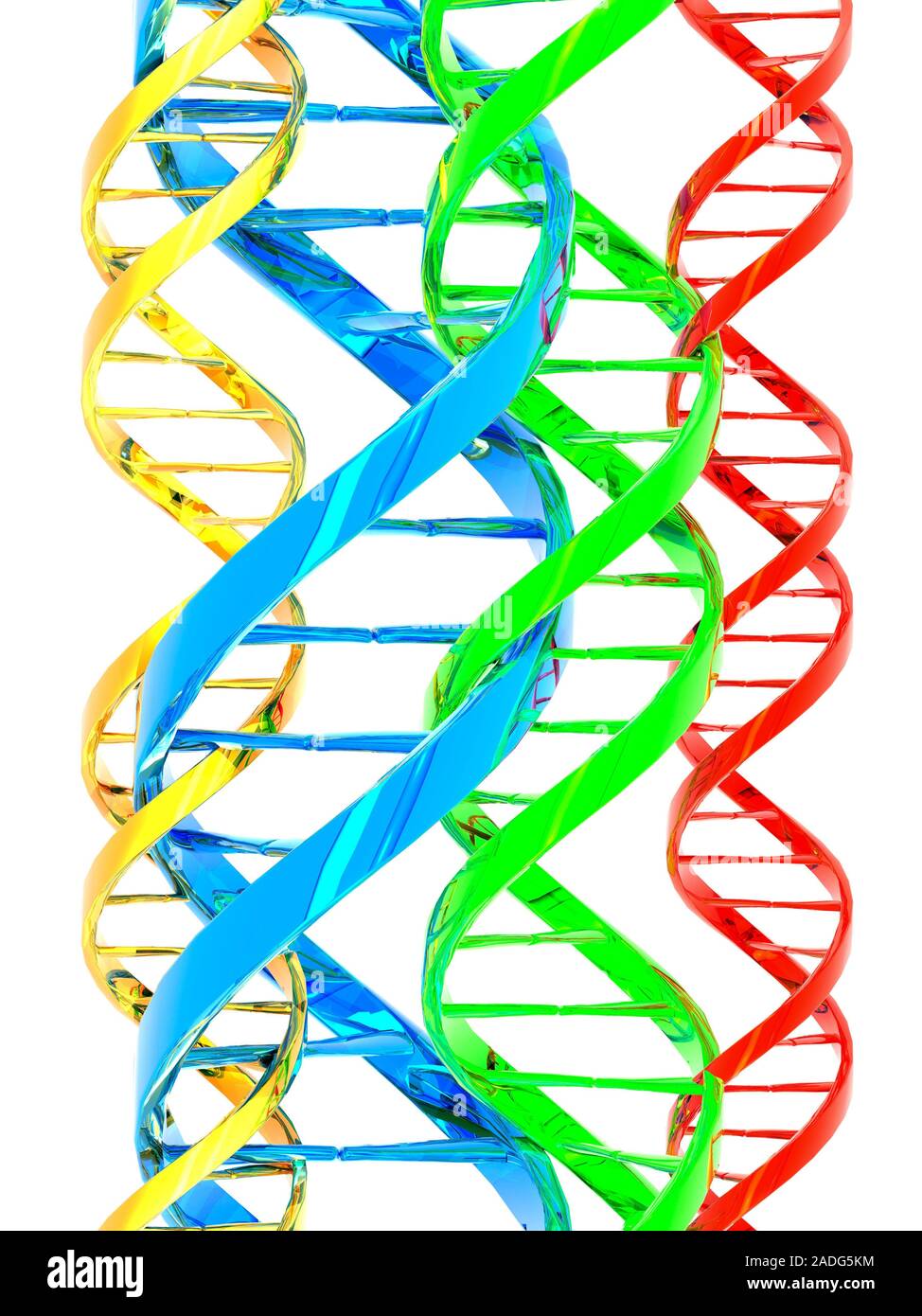 DNA molecules, computer artwork. DNA (deoxyribonucleic acid) is ...