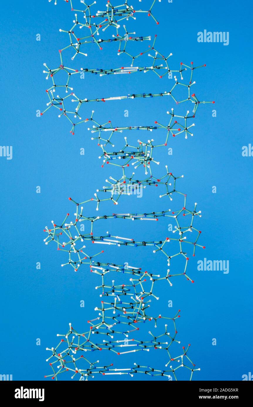 DNA molecule. Plastic molecular model showing the structure of DNA ...