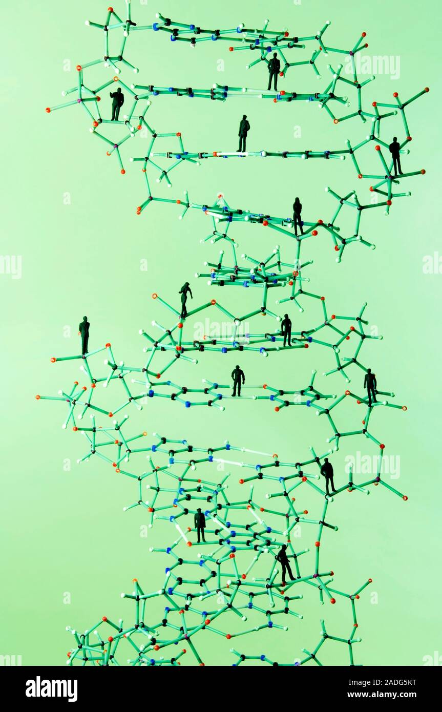Human genome, conceptual image. Human figures on a plastic molecular ...