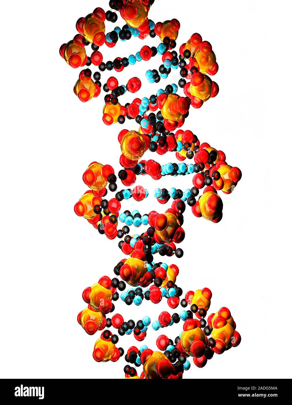 DNA molecule. Computer artwork representing the molecular structure of ...