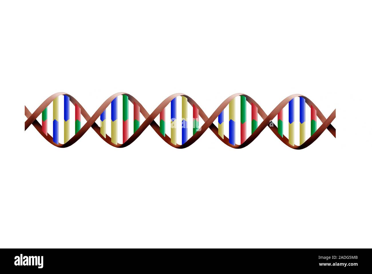 DNA molecule. Artwork of a molecule of deoxyribonucleic acid (DNA). DNA ...