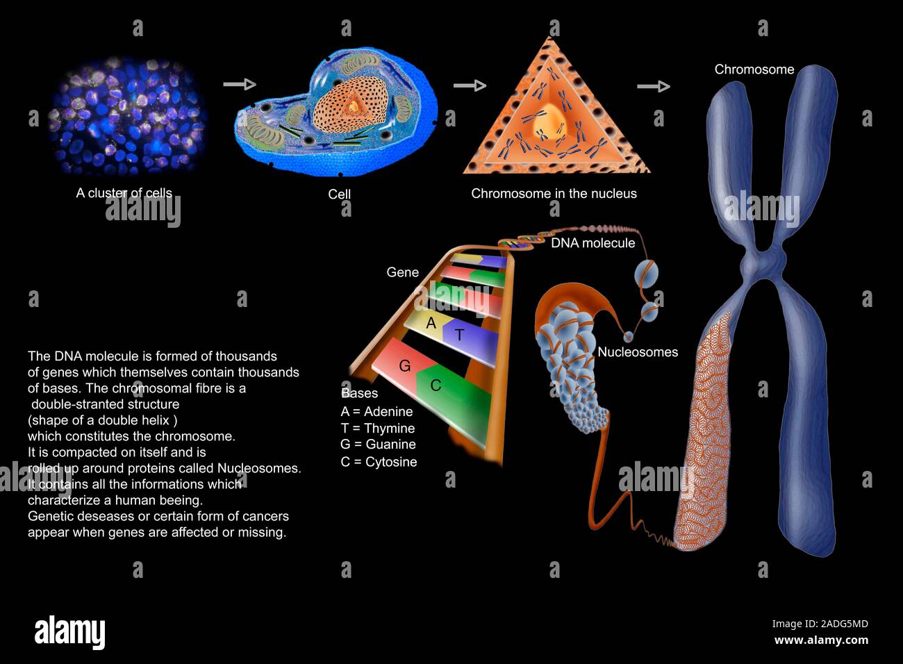 Genetic material. Labelled diagram showing the structure of human ...