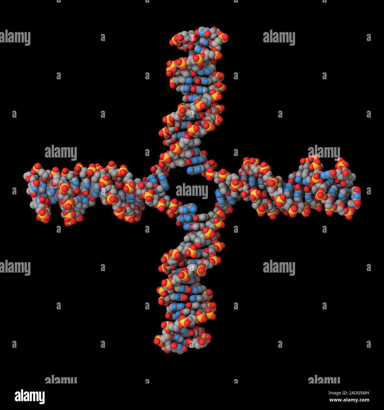 DNA recombination. Molecular model of a Holliday Junction, a moving ...