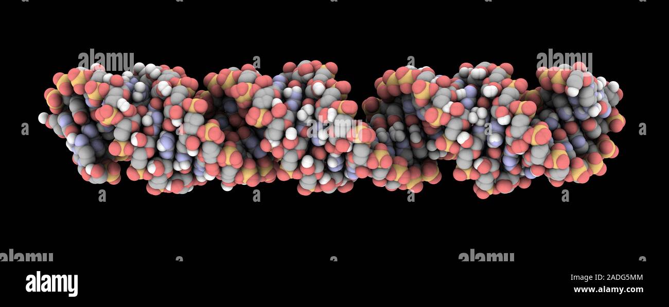 Double-stranded RNA (ribonucleic acid) molecule, molecular model. The ...